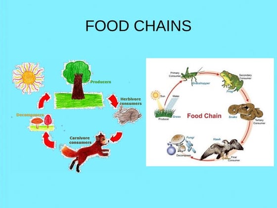 Food Chains and Food Webs Handout.pdf for grade 6 and 7 | PDF