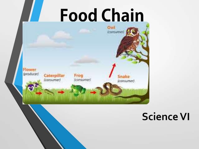 Food chains | PPT