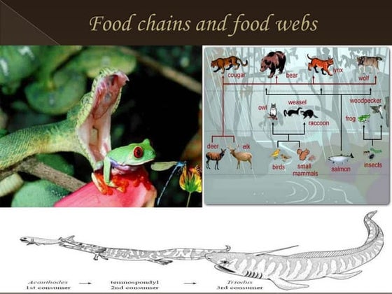 Food Chains and Food Webs Handout.pdf for grade 6 and 7 | PDF