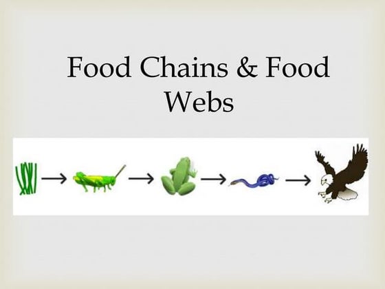 Food Chains and Food Webs Handout.pdf for grade 6 and 7 | PDF