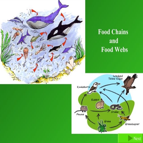Herbivore, carnivore and omnivore animals | PPT