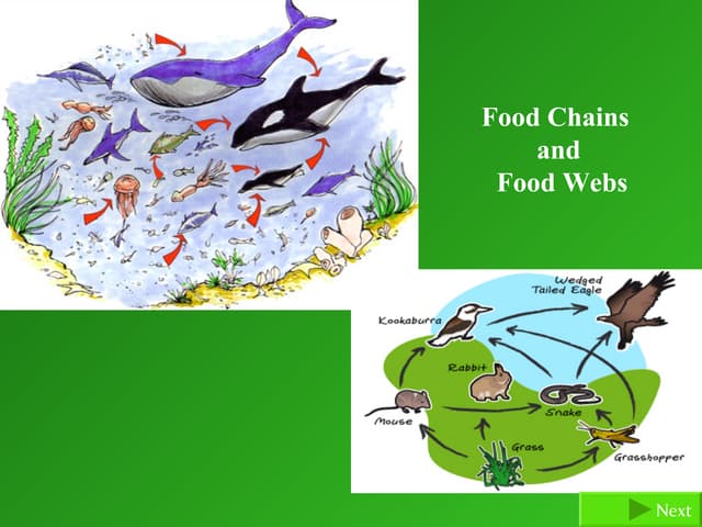 Introduction to Food Chains | PPT
