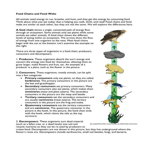 Food Chains and Food Webs Handout.pdf for grade 6 and 7 | PDF