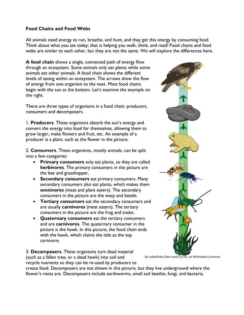 FOOD CHAIN AND FOOD WEB and Different.pptx