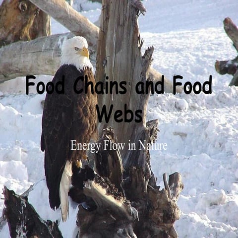 food chains and web.ppt.h pdf | PPT