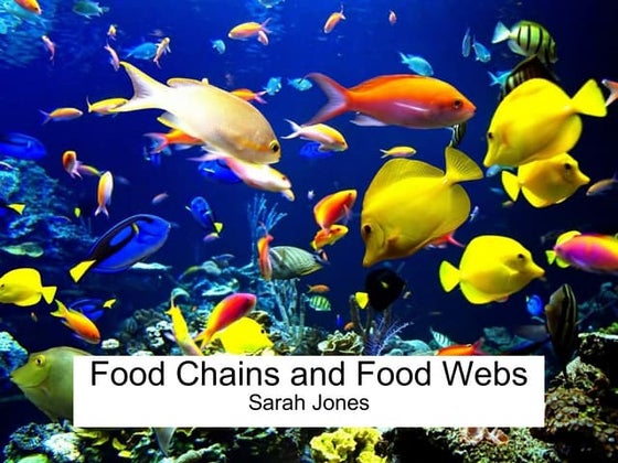 Food Chains and Food Webs Handout.pdf for grade 6 and 7 | PDF
