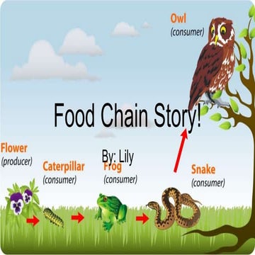 Food chain story! | PPTX