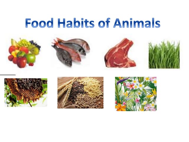 Classifying animals according to the food they eat | PPTX