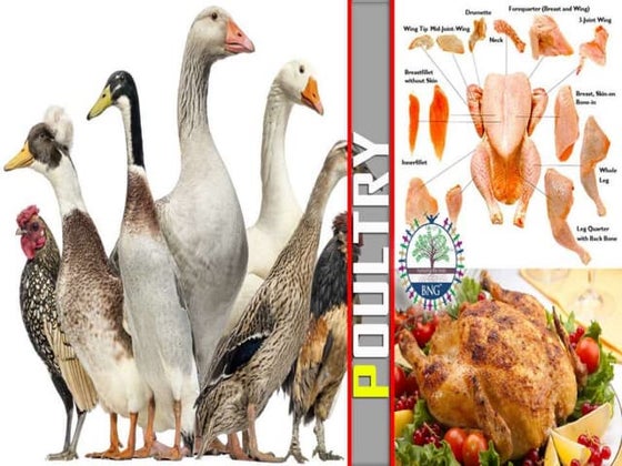 Dressing poultry | PPT