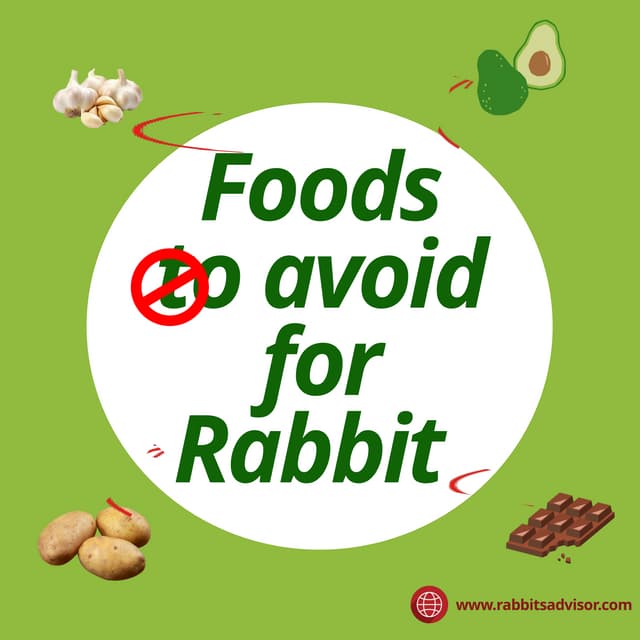 🥦 What Food Can Kill Rabbits🐰 ? ⚠️ Deadly Foods to Avoid! | PDF