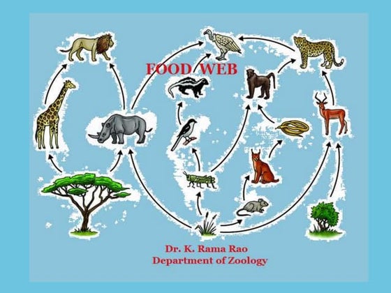 The Food Web PowerPoint | PPTX