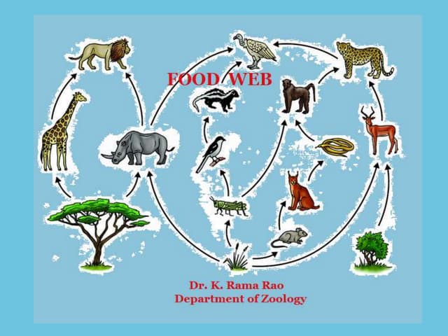 The Food Web PowerPoint | PPTX