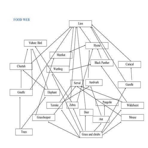 FOOD WEB 20 ORGANISM.docx