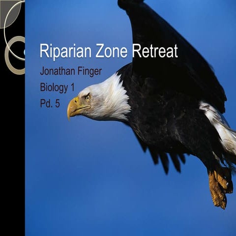 Food web of the bald eagle Pd.4 Jonathan Finger | PPTX