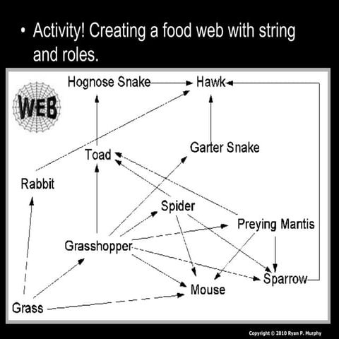Food Webs Lesson PowerPoint, Producers, Consumers, Decomposers, Science ...