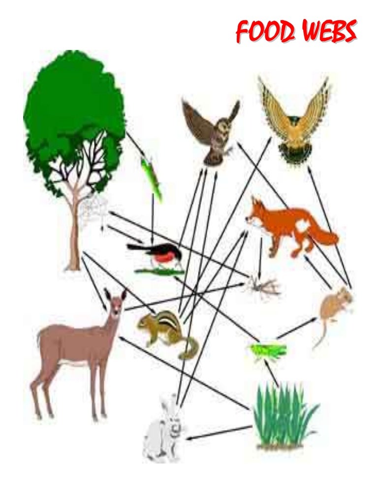 Food webs