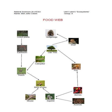 Food webs | PDF