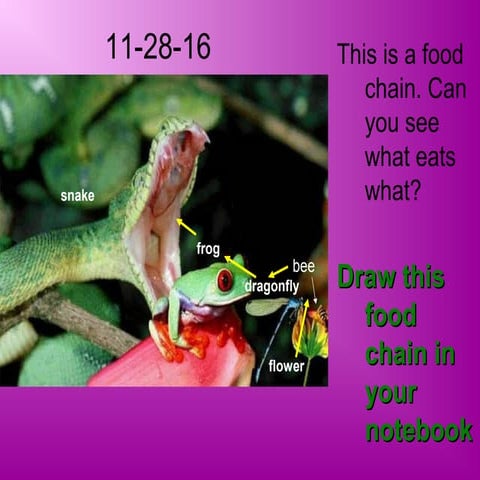 Food webs and trophic levels for 9th grade biology | PPT