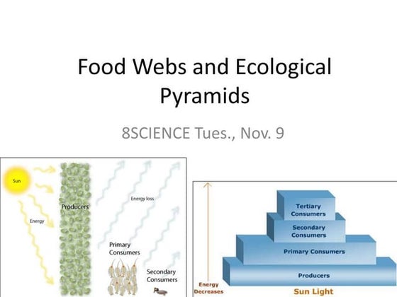 Food webs and trophic levels | PPT | Science