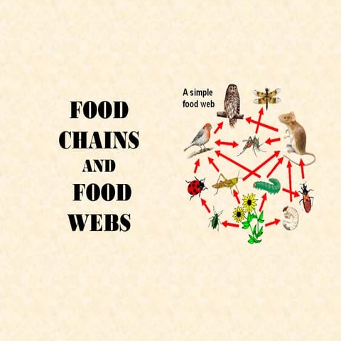Food webs ppt | PPT