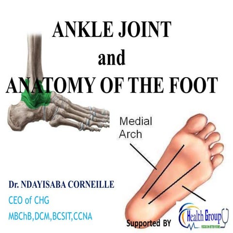 Ligaments of ankle joint (Ankle complex) | PPTX