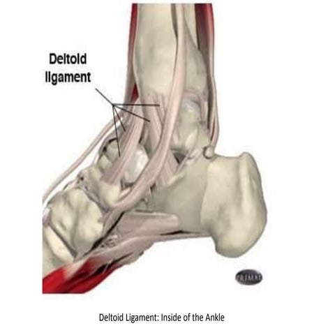 Foot and Ankle Anatomy | PPTX