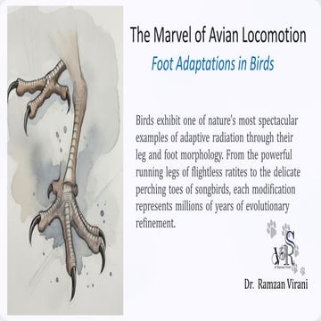 Types of Foot & Foot Modifications in Birds | PDF