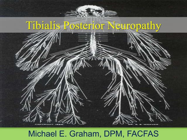Anatomy of posterior tibial nerve by im | PPT