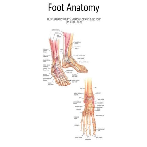 Foot rehab | PPTX