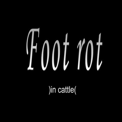 Foot rot | PPS