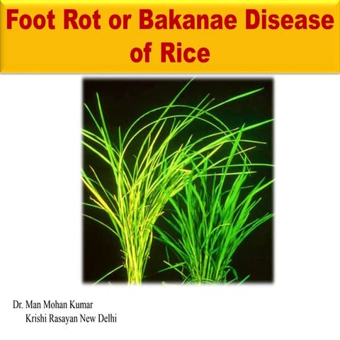 Foot rot or bakanae disease of rice | PPTX