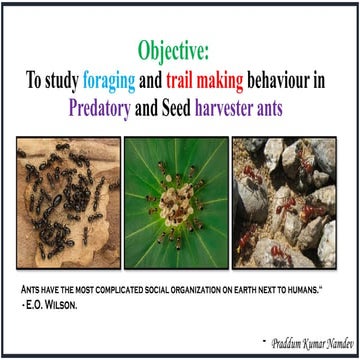 Foraging and trail Making Behaviour in Ants.pptx