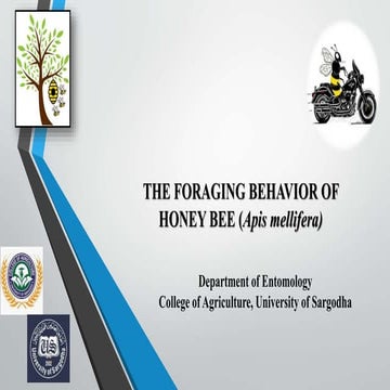 Foraging Behaviour of Apis Mellifera.pptx
