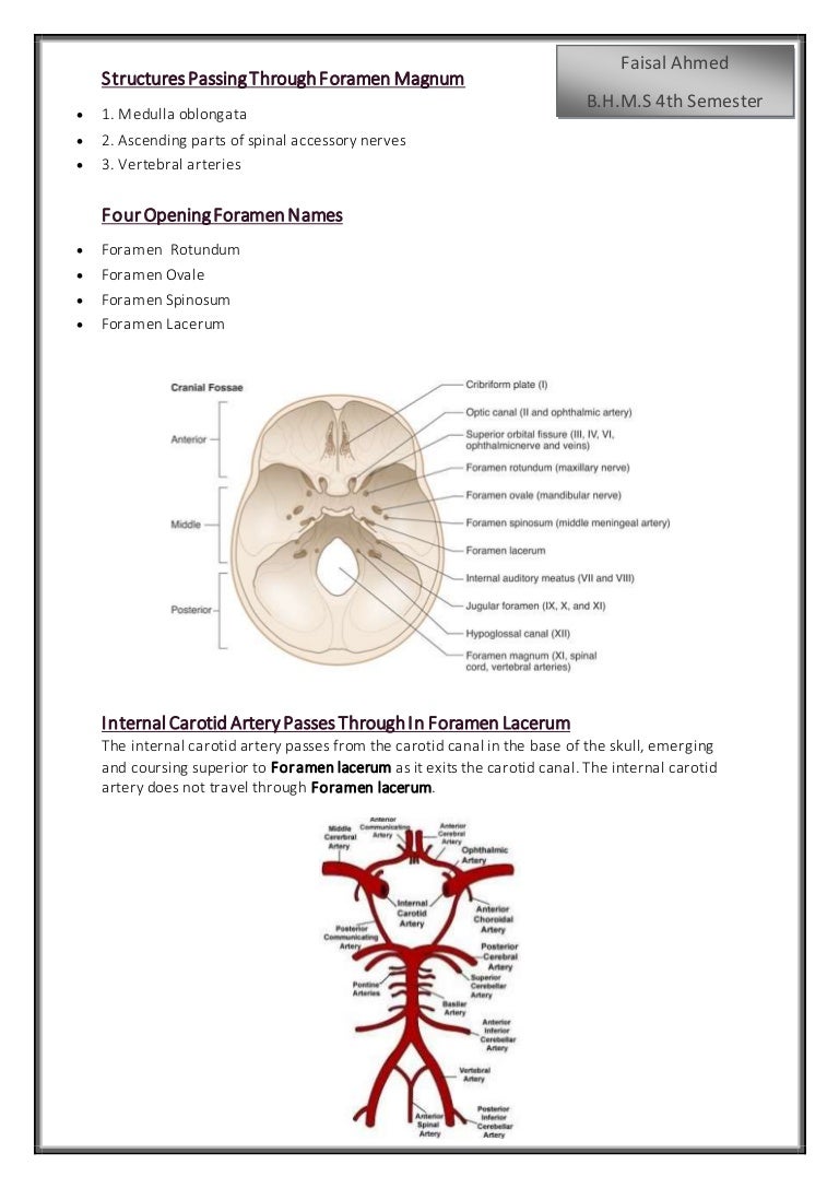 Foramen magnum