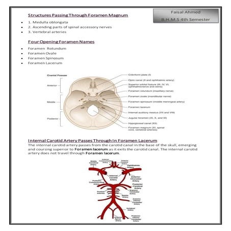 Foramen magnum | PDF