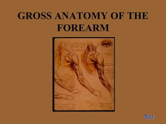 Anatomy of Back of fore arm and dorsum of hand | PDF | Death, Injury ...