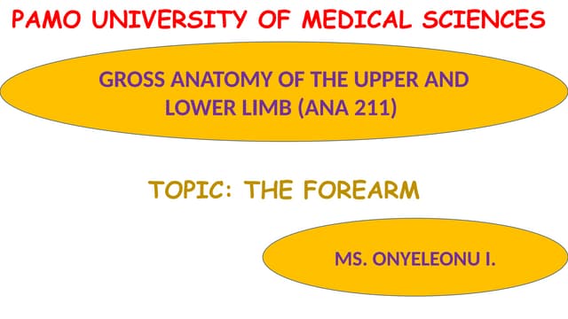 Anatomy of Back of fore arm and dorsum of hand | PDF