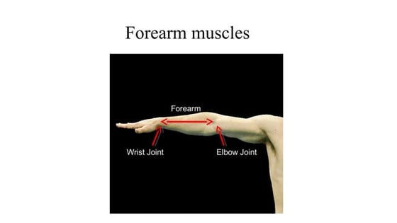 Anatomy of Back of fore arm and dorsum of hand | PDF | Death, Injury ...