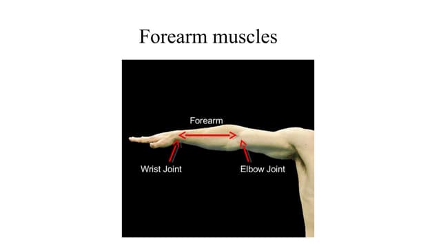 Anatomy of Back of fore arm and dorsum of hand | PDF