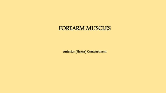 Front of forearm.pptx