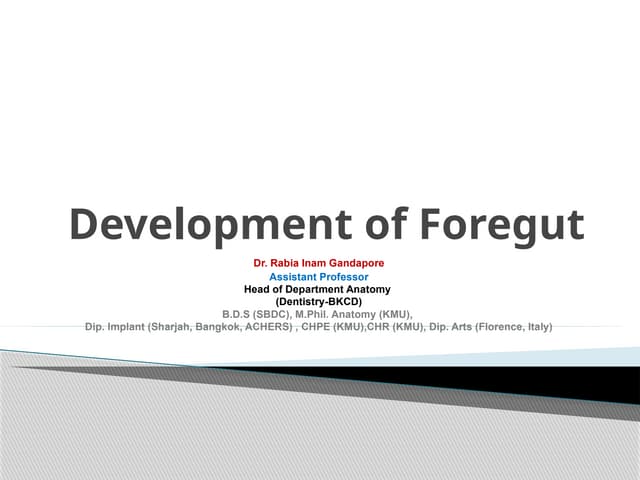 Development of the foregut (esophagus and stomach | PDF