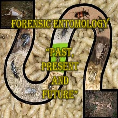 Forensic Entomology and insects & their lifecycles.pptx