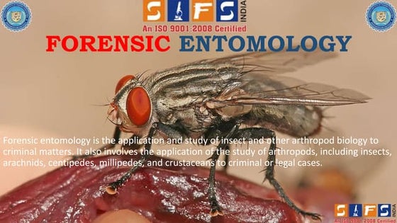 Forensic Entomology | PDF