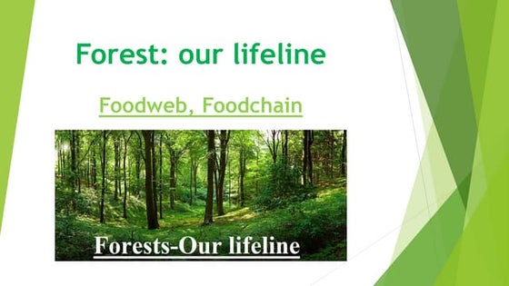 The Food Web PowerPoint | PPT