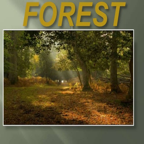 FOREST ITS TYPES AND VEGETATION FOUND THERE | PPT