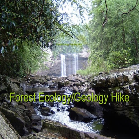 Forest Ecology | PPT
