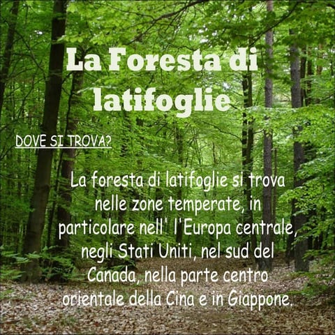 Foresta pluviale | PPTX