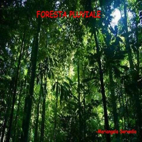 Foresta pluviale | PPT