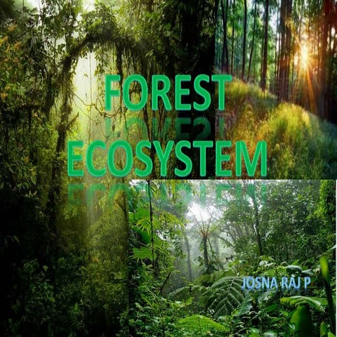 Forest Ecosystem