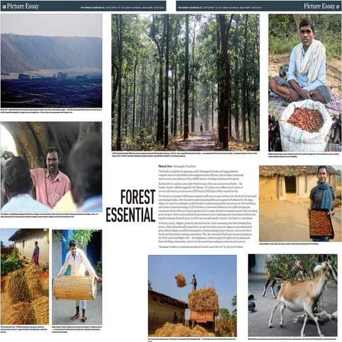 Forest essential | PDF